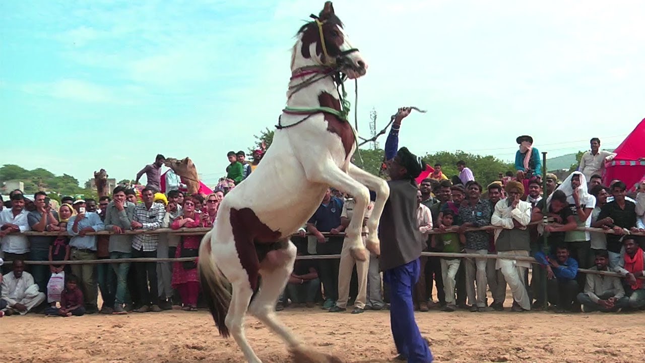 Horse Dancing and Acrobatics - Traditional Sports & Games Pakistan ...