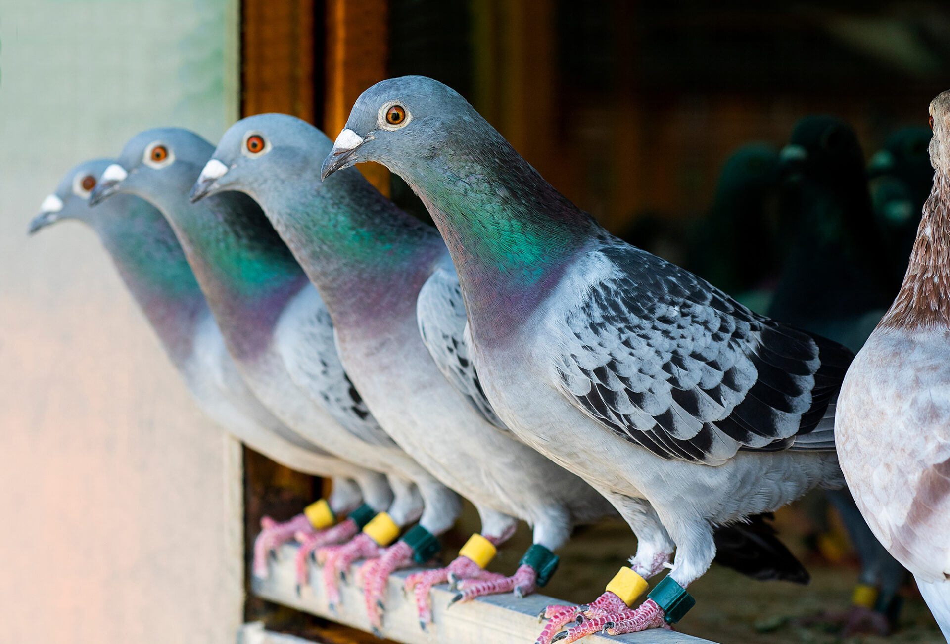 Racing Pigeons - Traditional Sports & Games Pakistan Association